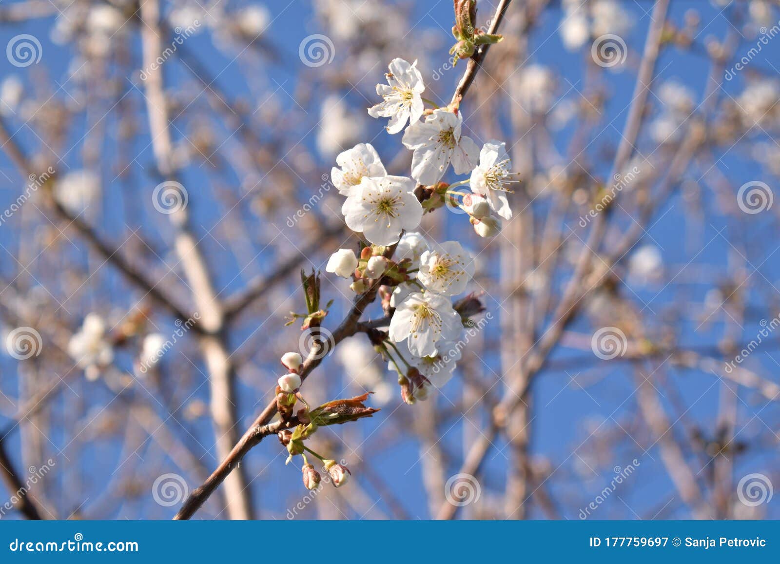 White buds on a tree stock image. Image of summer, season - 177759697