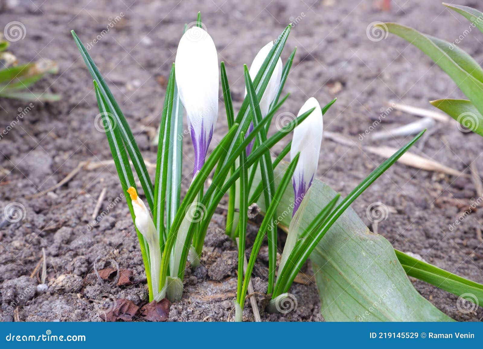 White Buds of a Young Snowdrop Breaking Out of the Ground. Stock Image ...