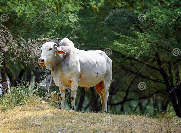 White Bufallo on Walk in Sanctuary Stock Image - Image of countryside ...