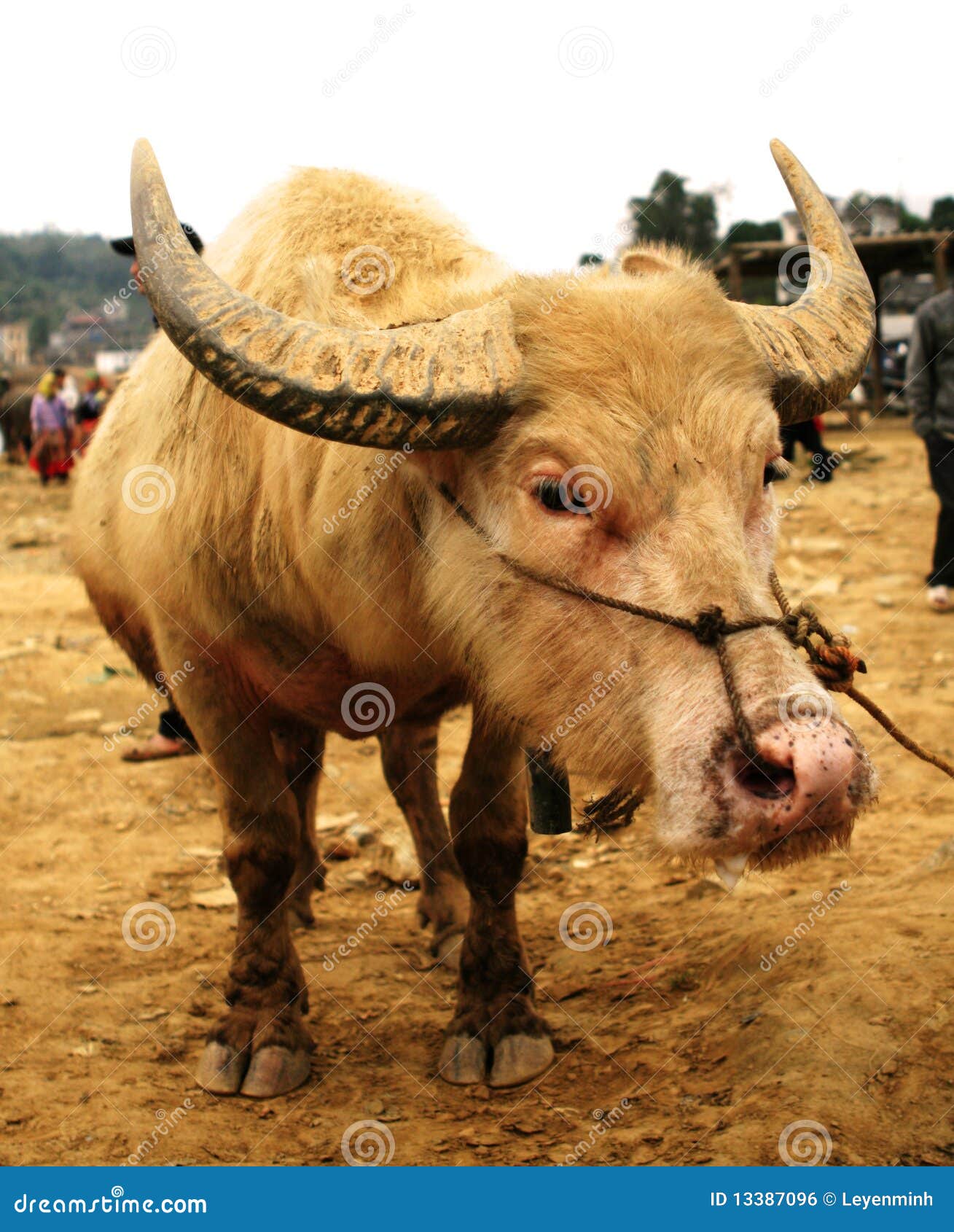 White buffalo stock photo. Image of farm, mammal, nature - 13387096