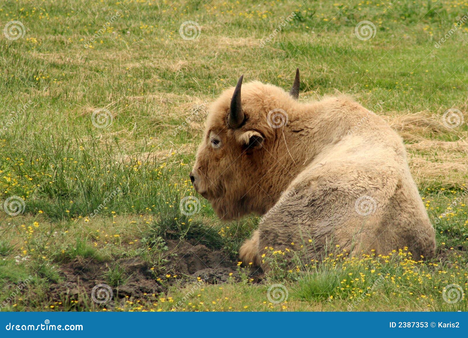 White Buffalo stock image. Image of bison, field, animal - 2387353