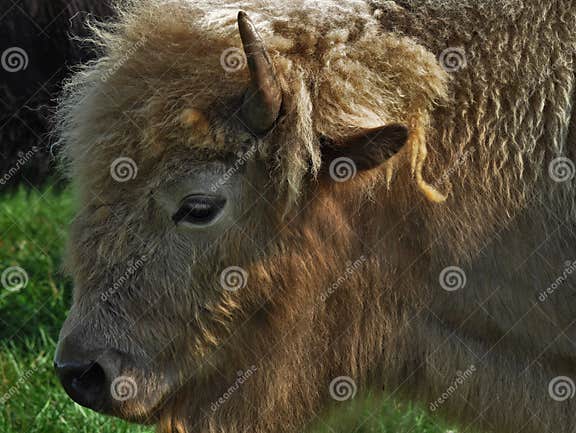 White buffalo stock image. Image of animal, hairy, creature - 124567385