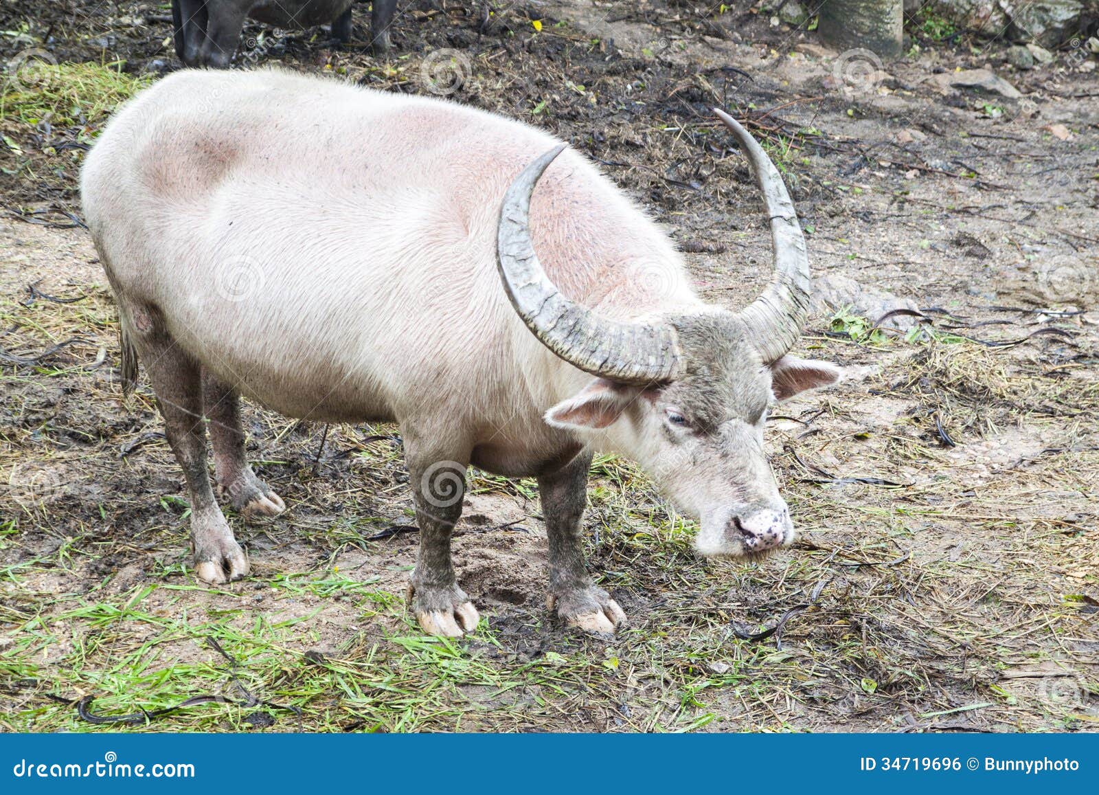 White buffalo stock photo. Image of heavy, mammal, animal - 34719696