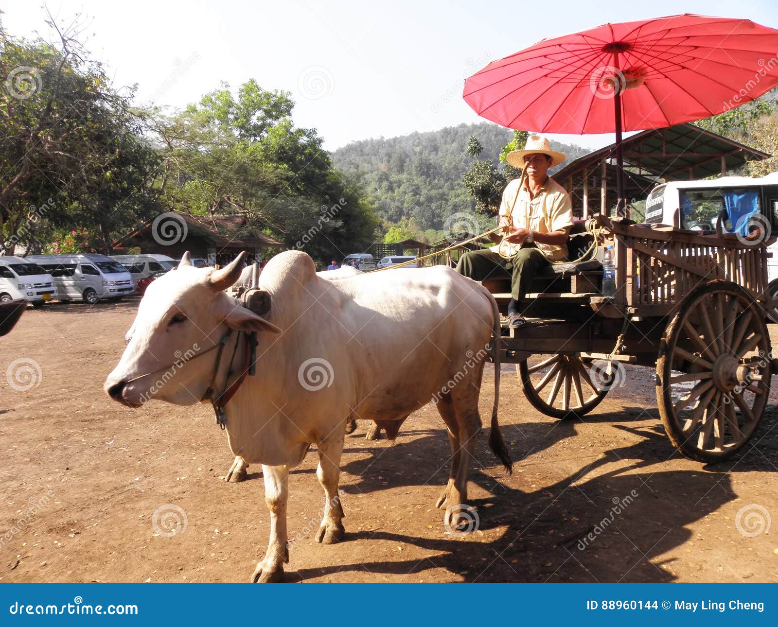 White Buffalo Drawn To a Cart Editorial Stock Image - Image of animal ...