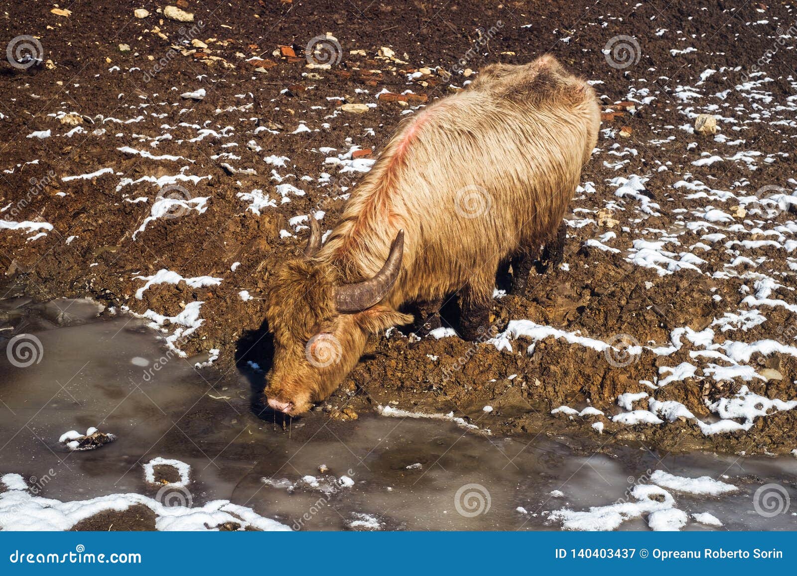 Buffalo Drinking Water Stock Images - Download 346 Royalty Free Photos