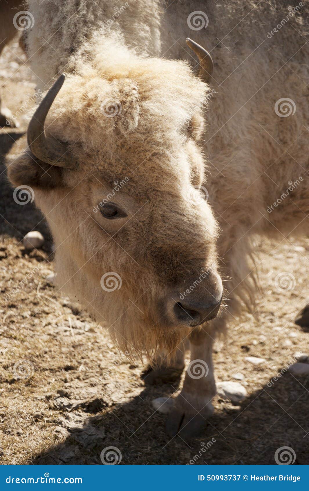 White Buffalo stock image. Image of rare, sacred, wild - 50993737