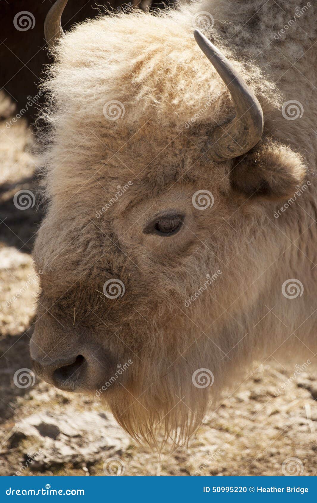 White Buffalo stock photo. Image of wild, wildlife, bison - 50995220