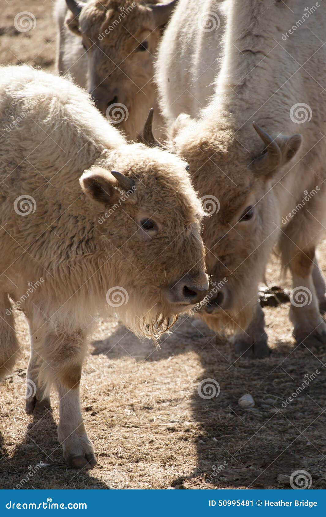 White Buffalo stock image. Image of bison, herd, nature - 50995481