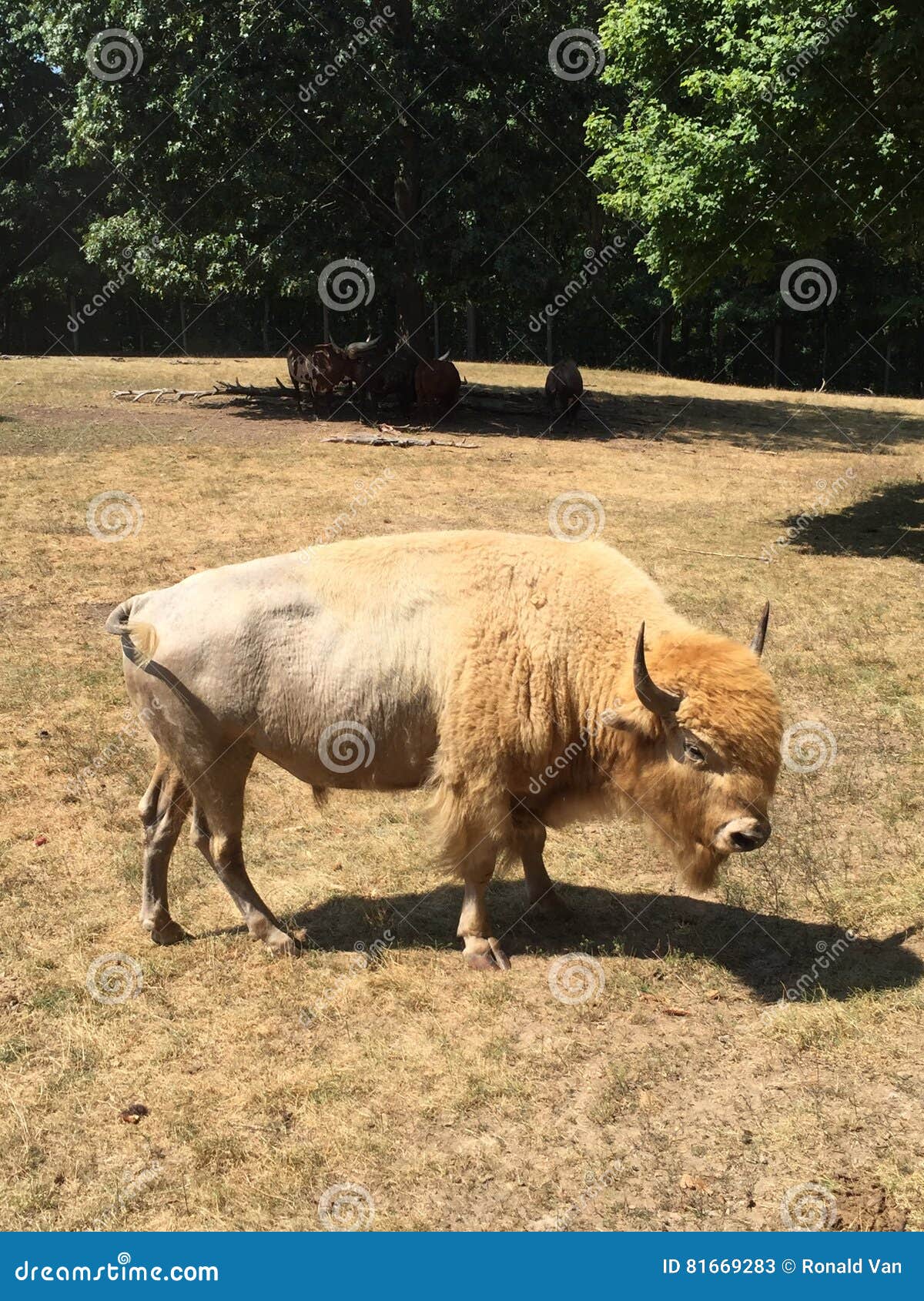 White buffalo stock image. Image of bison, great, rare - 81669283
