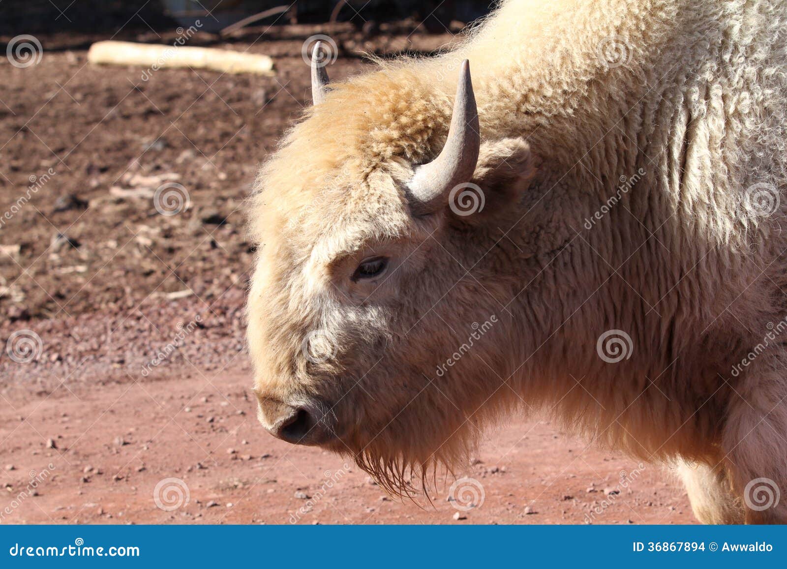 White Buffalo Head stock photo. Image of arizona, hoofs - 36867894