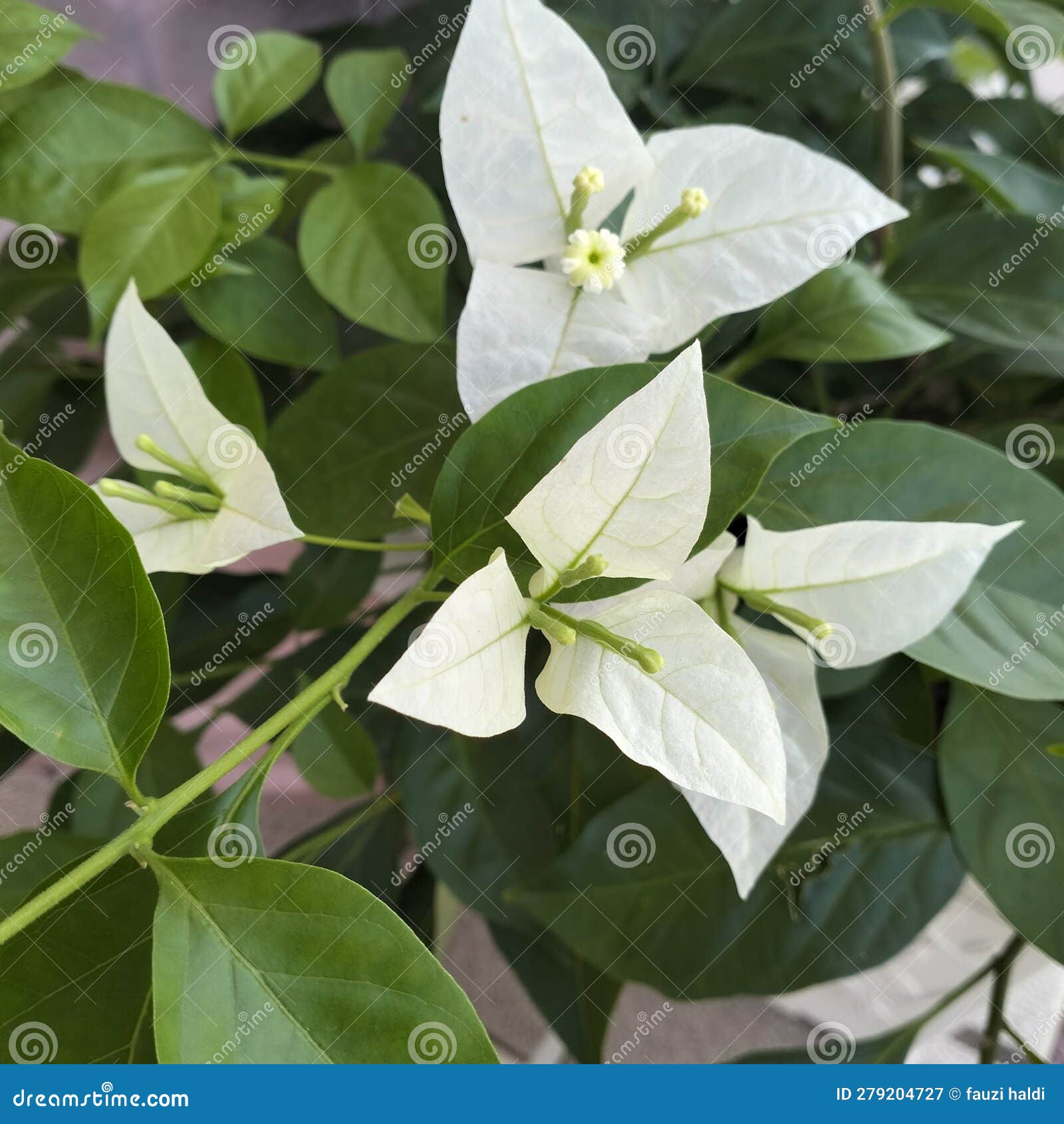White Bugenvil stock image. Image of white, plant, flora - 279204727