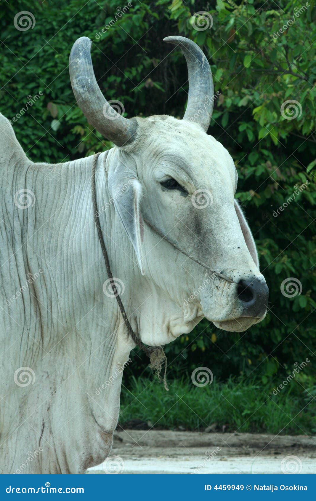 White bull stock image. Image of male, buffalo, hoof, bison - 4459949