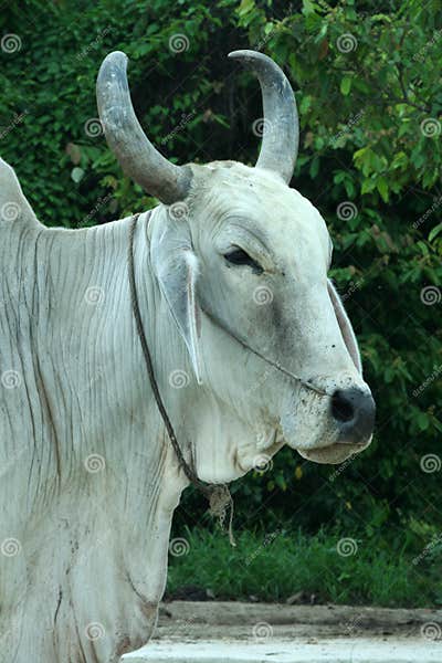 White bull stock image. Image of male, buffalo, hoof, bison - 4459949