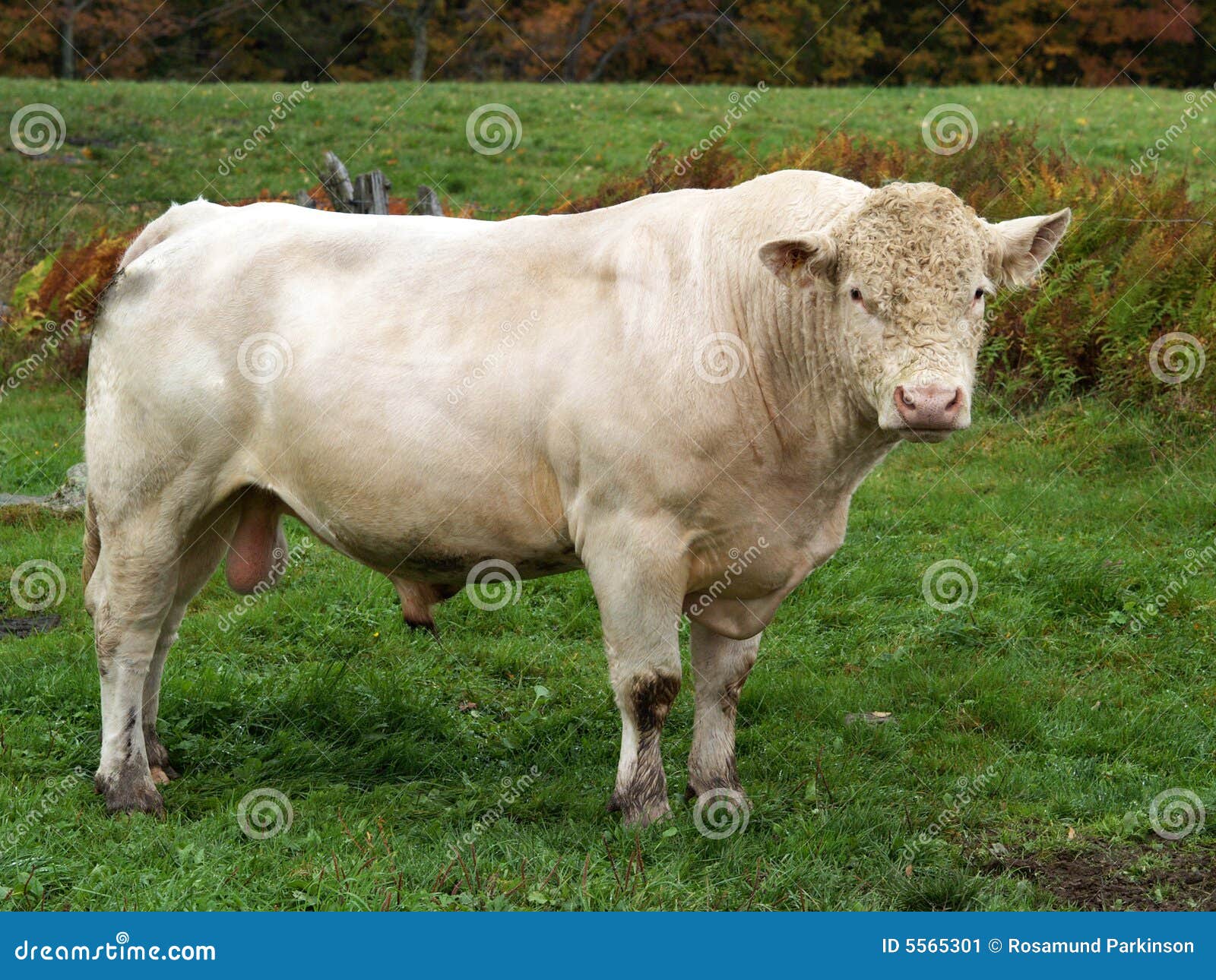 White Bull stock image. Image of strong, strength, immense - 5565301
