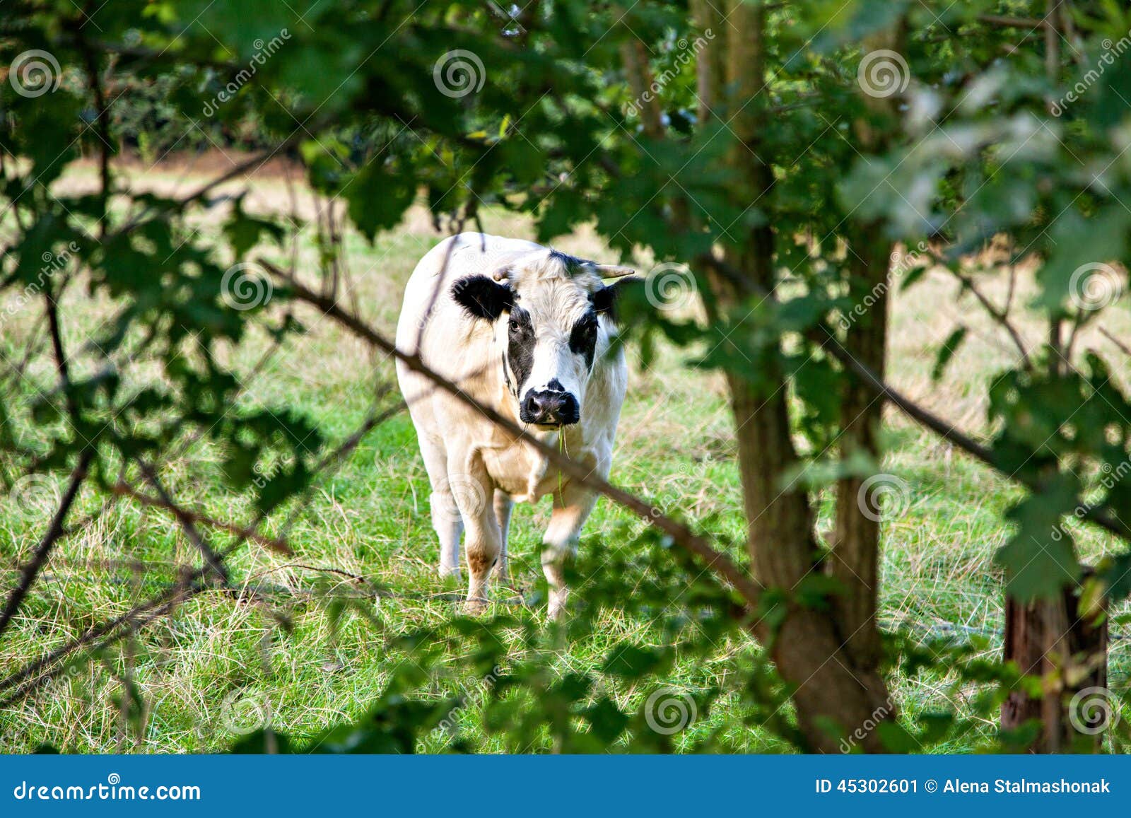 White Bull with Black Spot Behind the Tree Stock Image - Image of horn ...