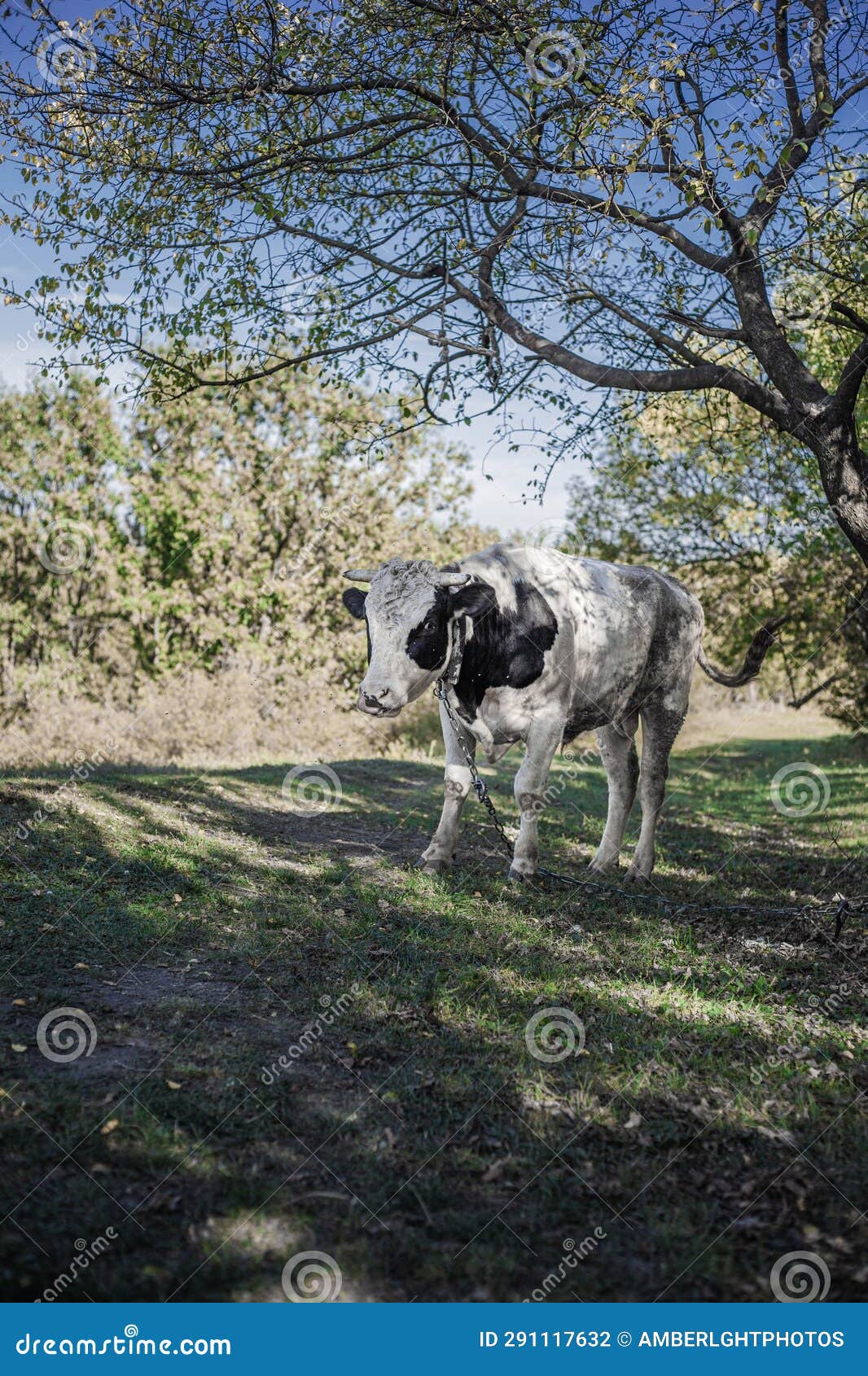 A White Bull with Black Spots Grazes on the Lawn Stock Photo - Image of ...