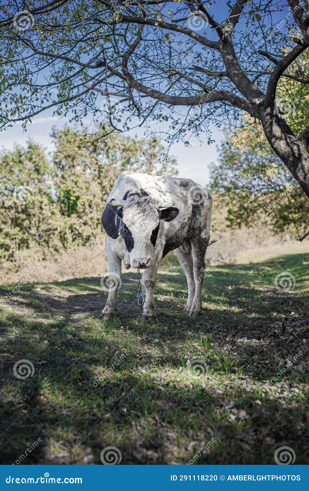 A White Bull with Black Spots Grazes on the Lawn Stock Photo - Image of ...
