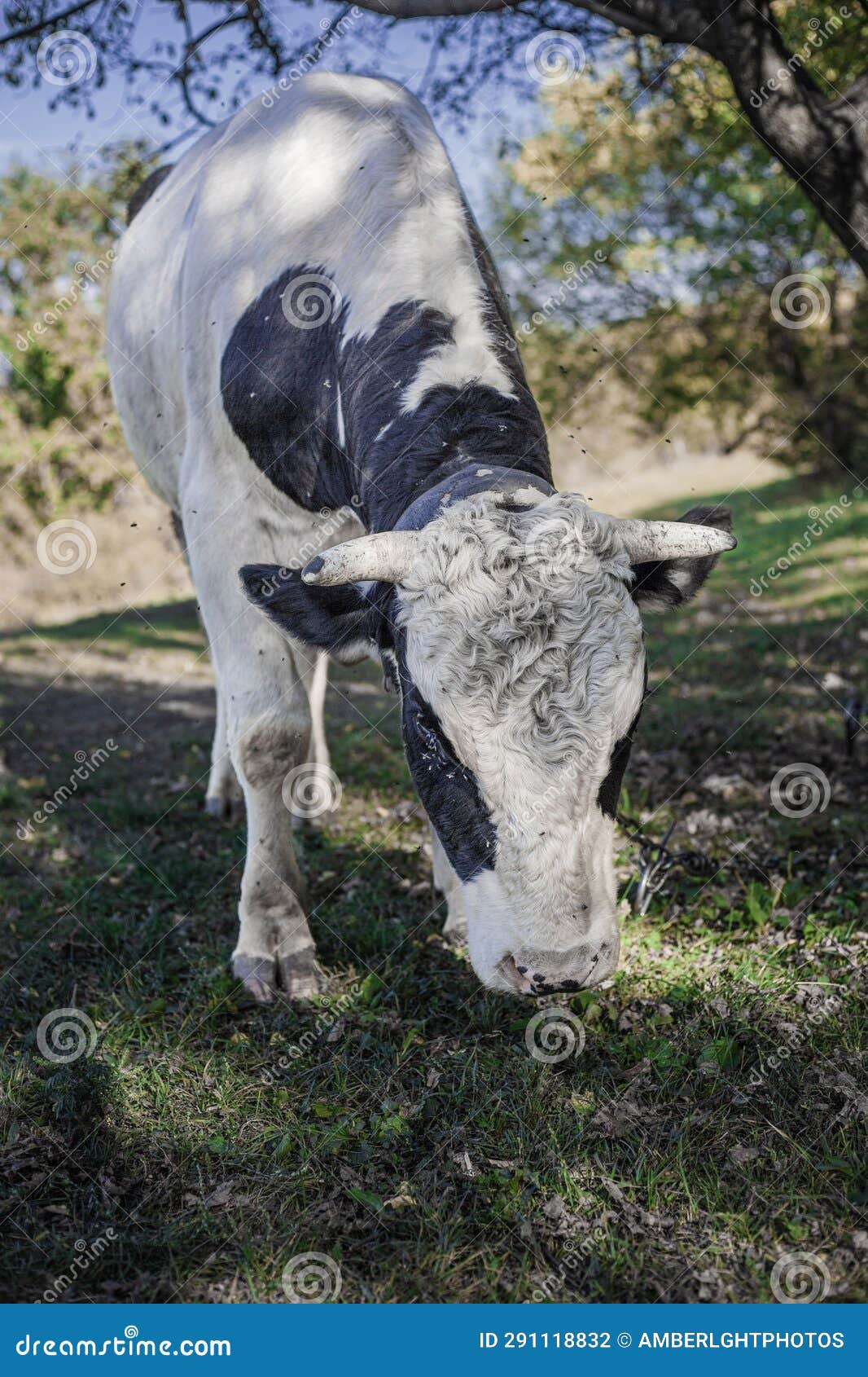 A White Bull with Black Spots Grazes on the Lawn Stock Photo - Image of ...