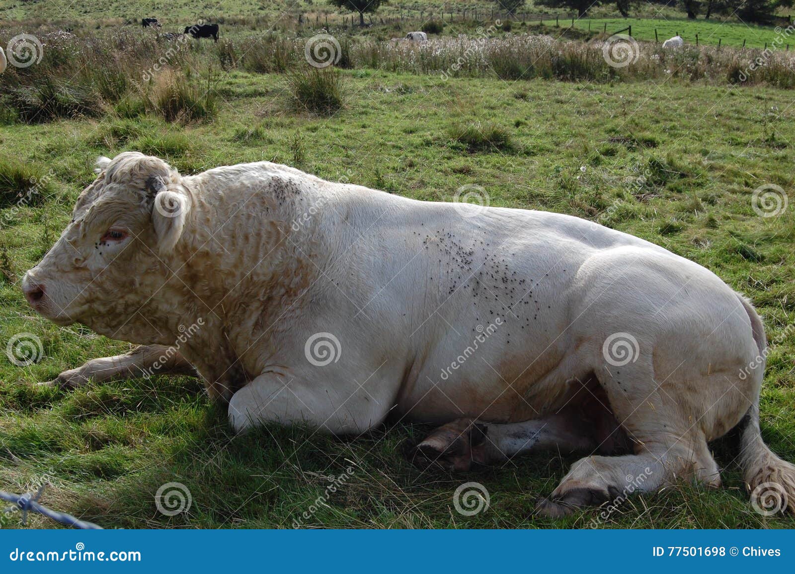 White bull stock photo. Image of country, bull, wooden - 77501698