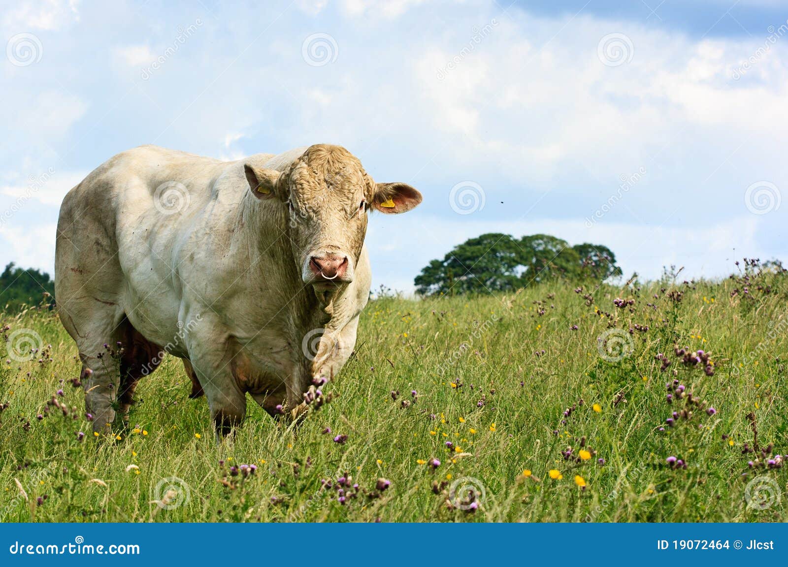 White Bull Grazing stock photo. Image of cloudscape, blue - 19072464