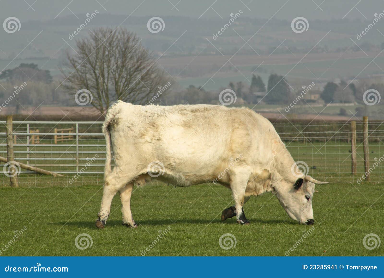 White Bull Grazing in Field Stock Image - Image of great, farm: 23285941
