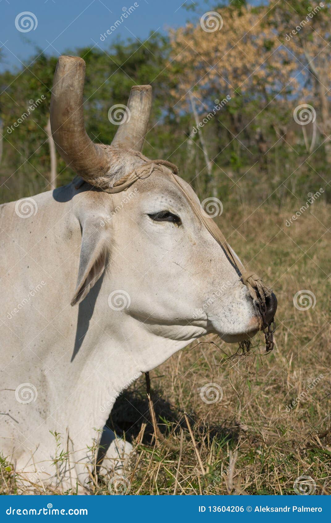 White Bull Head Closeup (I) Stock Photo - Image of mammal, strong: 13604206