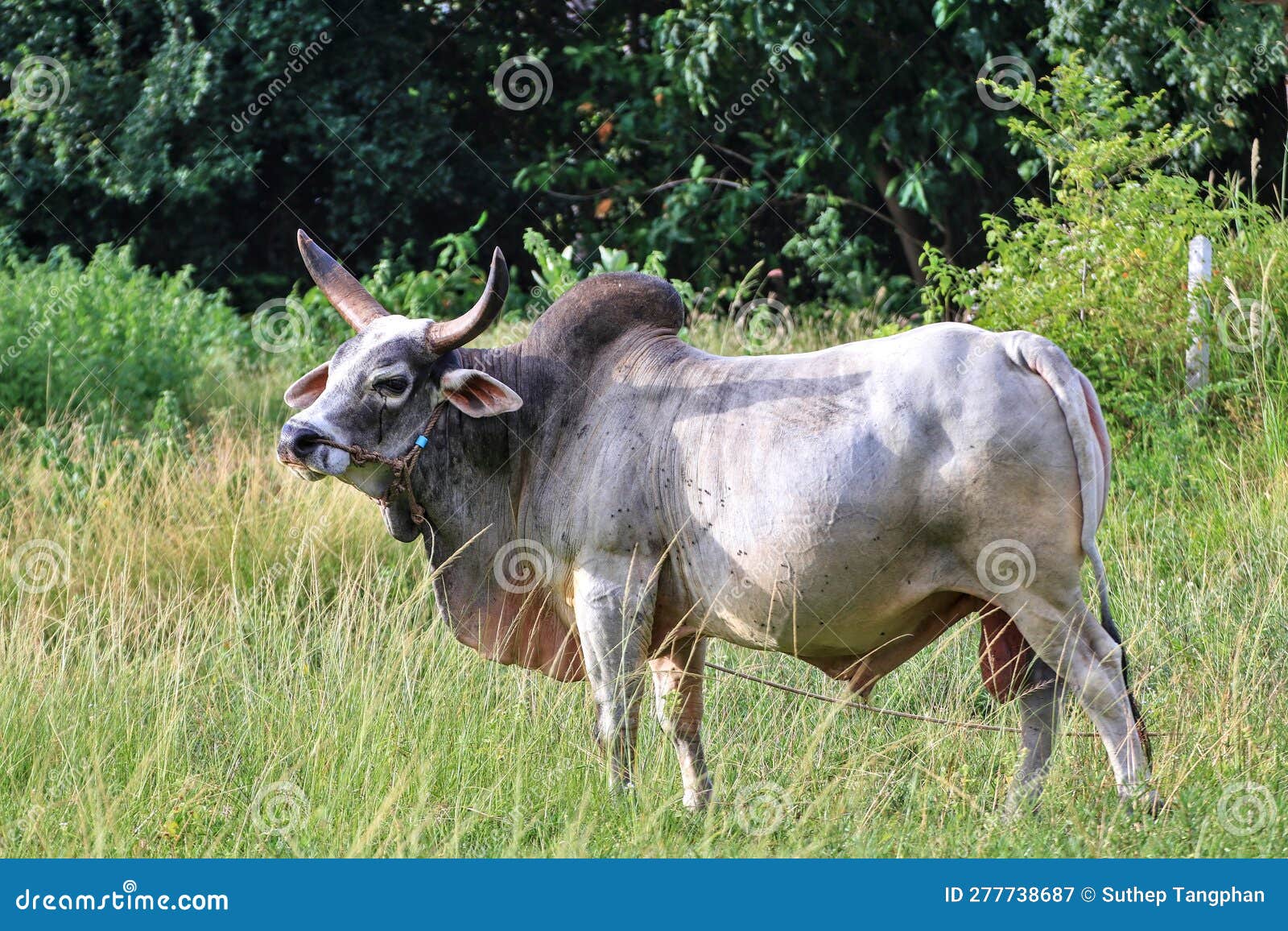 A White Bull with Large Curved Horns on Its Head Stock Image - Image of ...