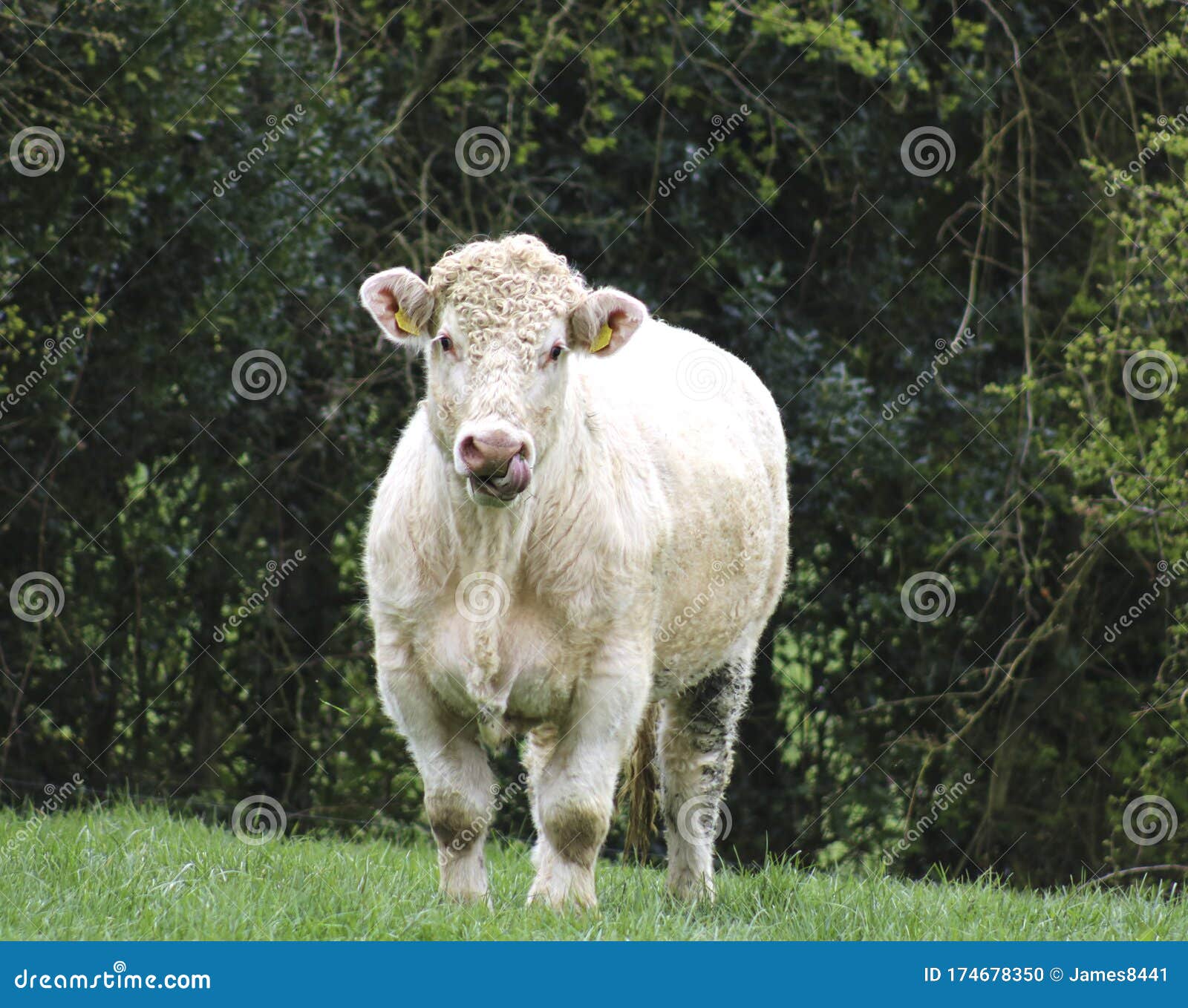 White bull stock photo. Image of cattle, head, barn - 174678350