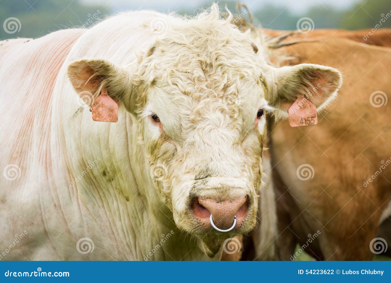 White bull in pasture stock photo. Image of green, countryside - 54223622