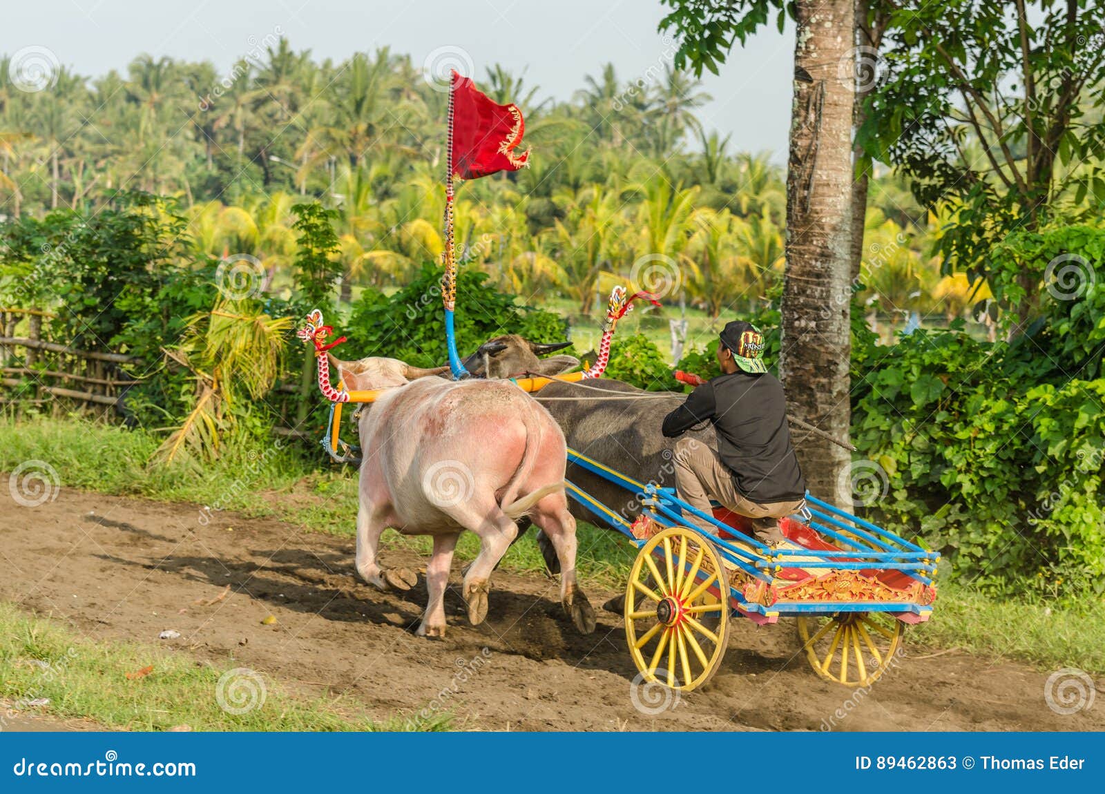 White bull at race editorial stock photo. Image of bali - 89462863