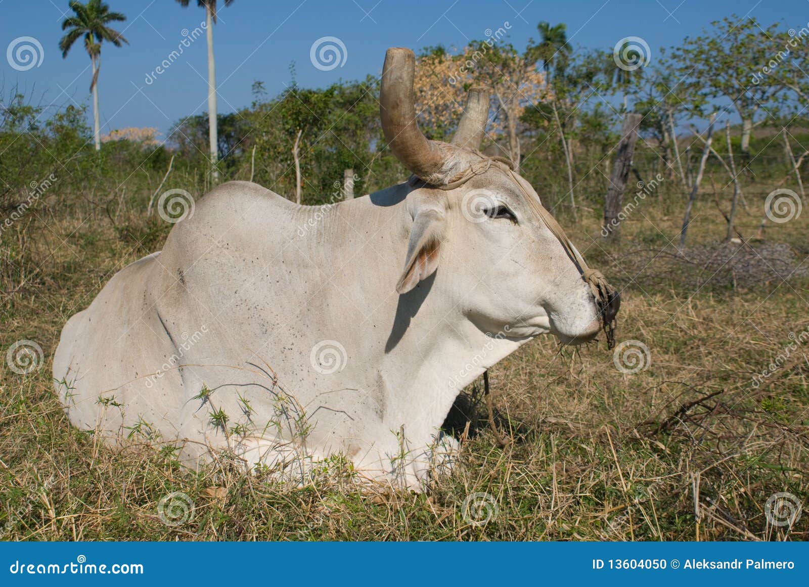 White Bull Resting in the Grass (II) Stock Photo - Image of lonely ...