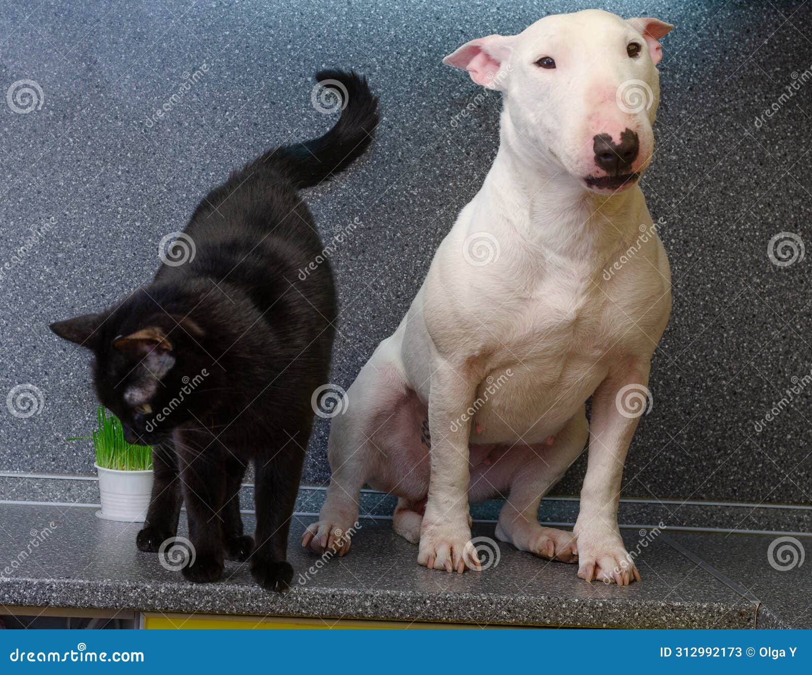 White Bull Terrier and Black Cat Stock Image - Image of studio, cute ...