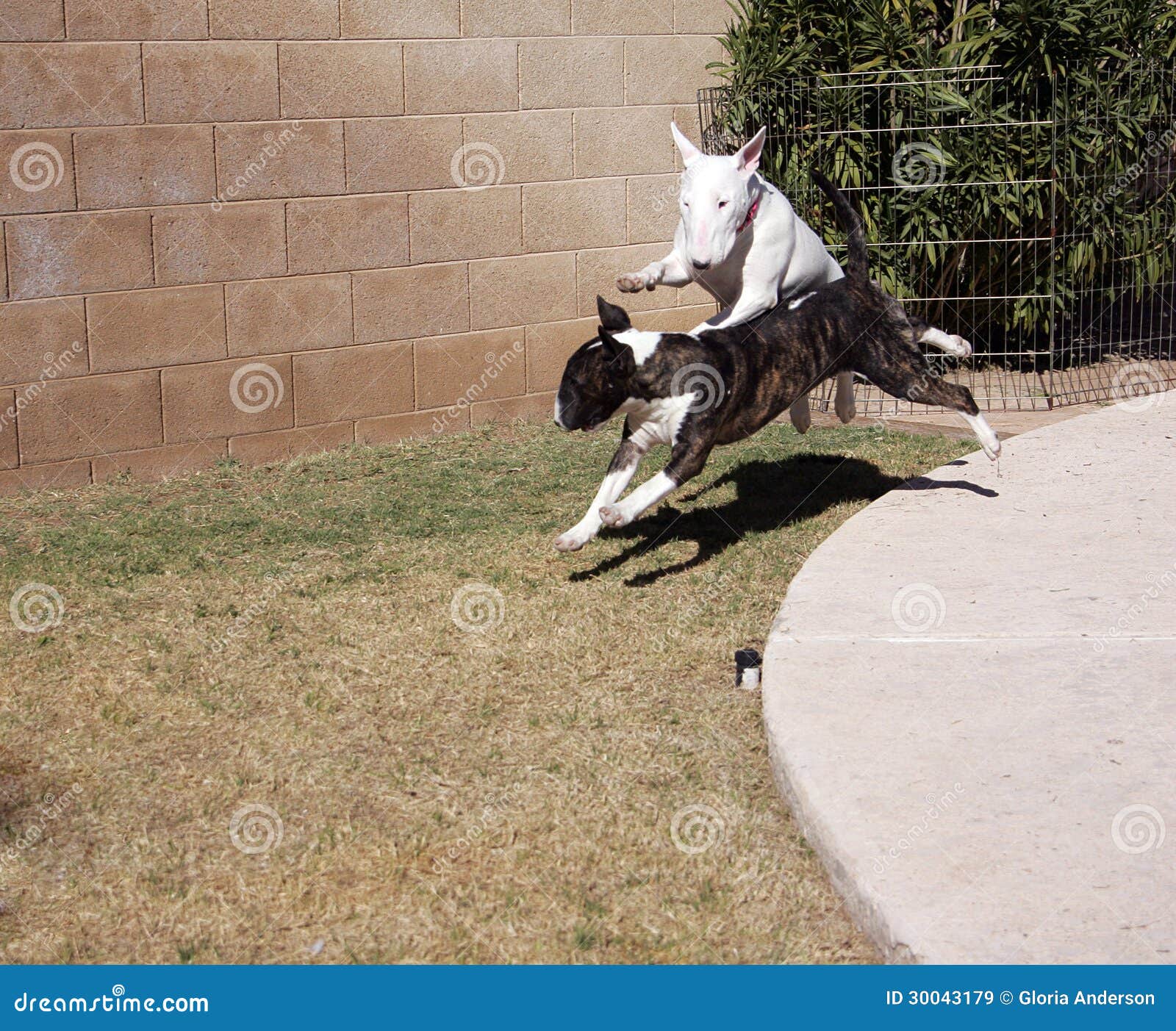 Bull Terriers playing stock image. Image of ears, lovable - 30043179