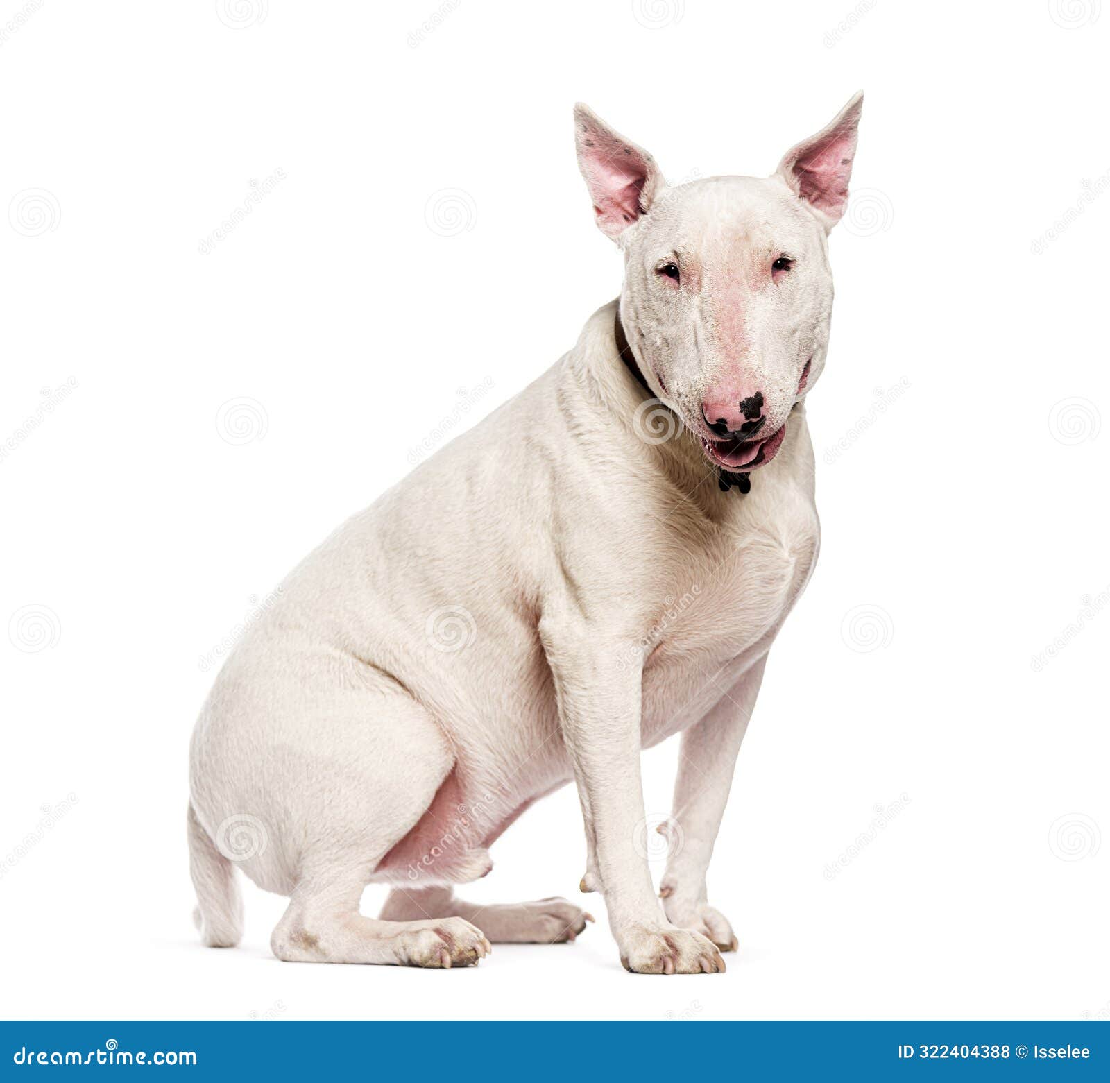 White Pit Bull Terrier Stock Photography | CartoonDealer.com #87747932