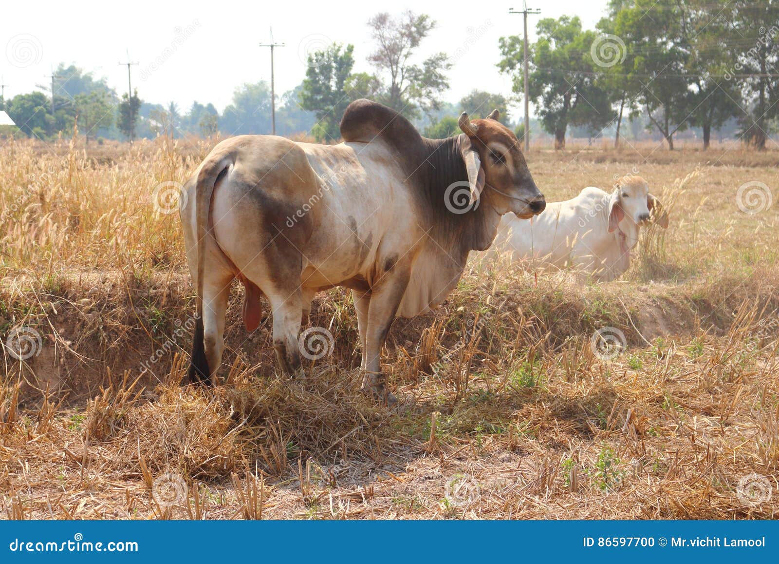 White Bull stock photo. Image of black, green, herd, farmer - 86597700