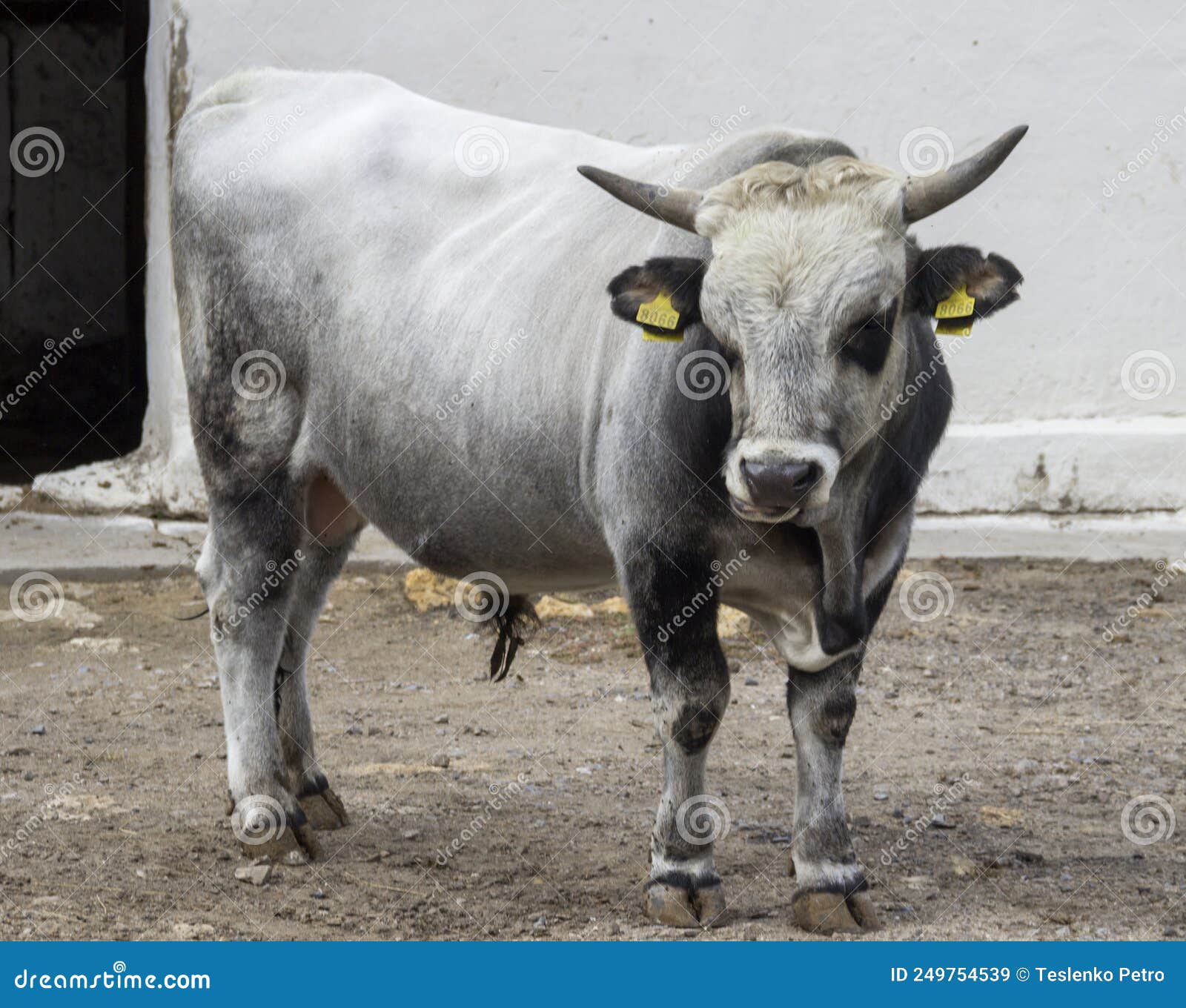 White bull in the zoo stock image. Image of animals - 249754539