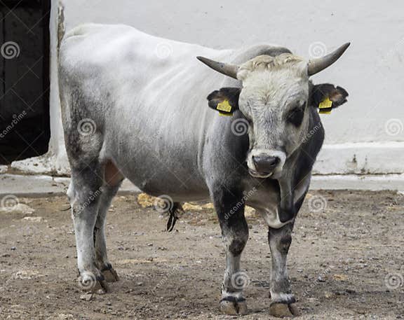 White bull in the zoo stock image. Image of animals - 249754539