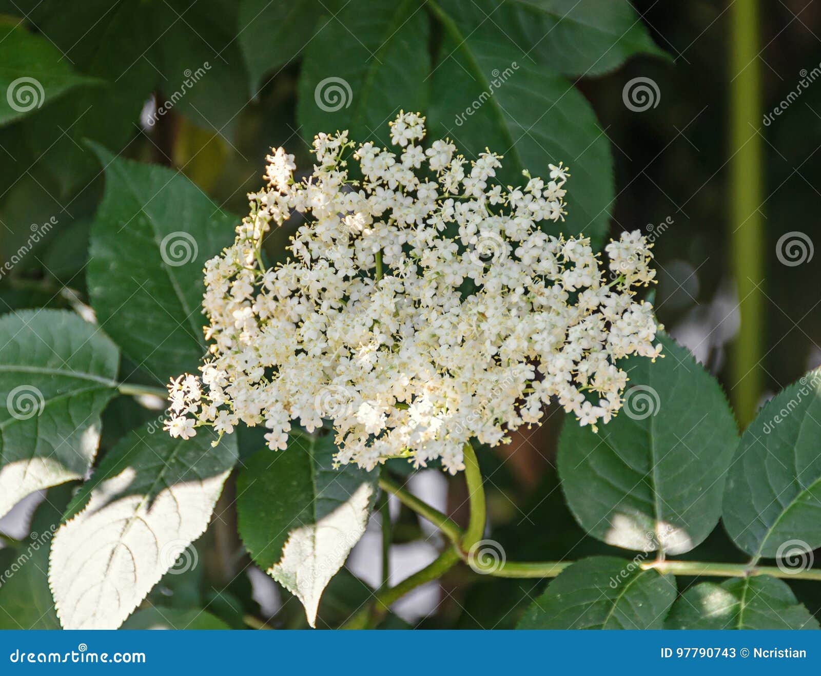 White Bunch Flowers of Sambucus, Green Leafs Shrub. Stock Image - Image ...