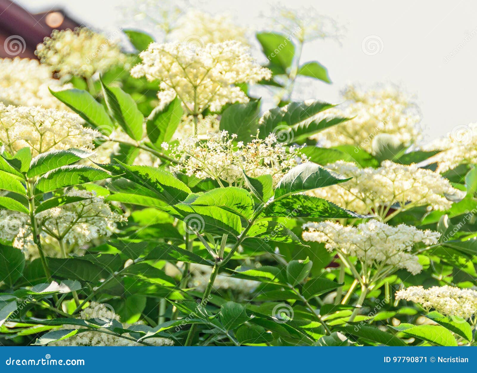 White Bunch Flowers of Sambucus, Green Leafs Shrub. Stock Image - Image ...