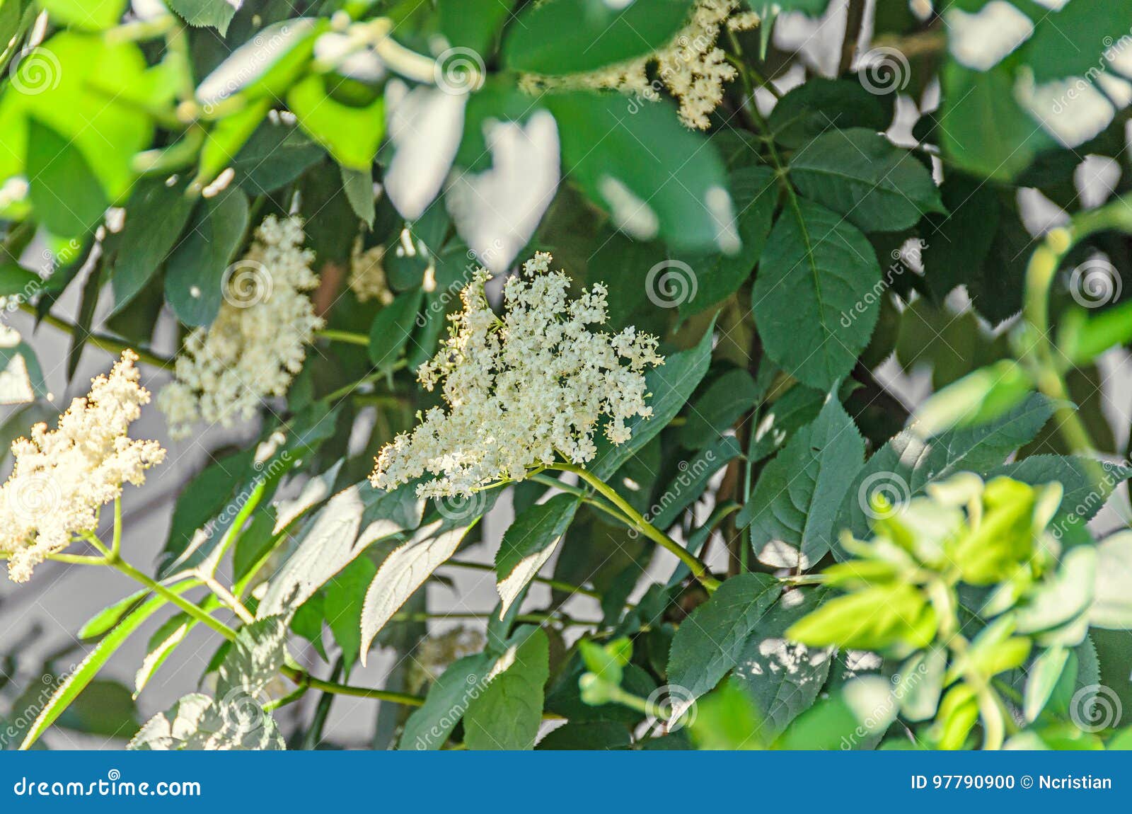 White Bunch Flowers of Sambucus, Green Leafs Shrub. Stock Photo - Image ...