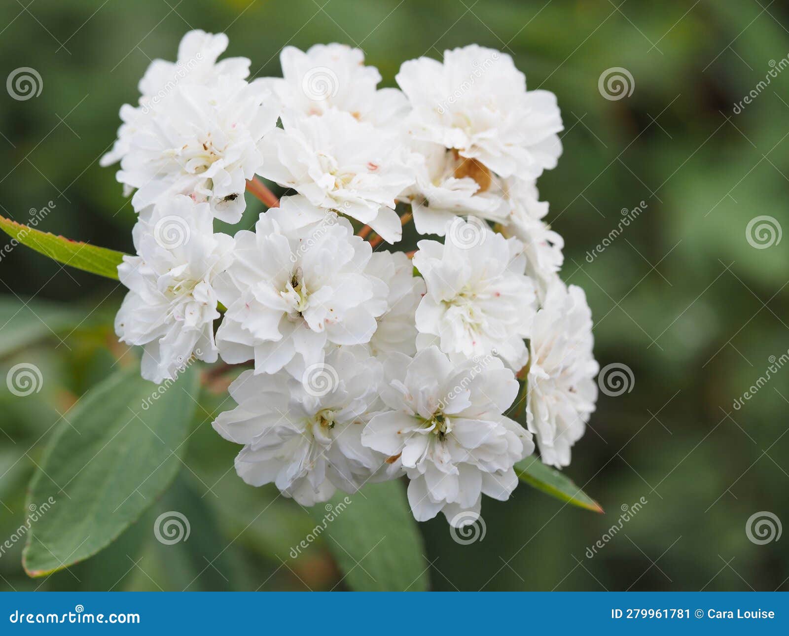 White bunching flowers stock image. Image of fruit, bunching - 279961781