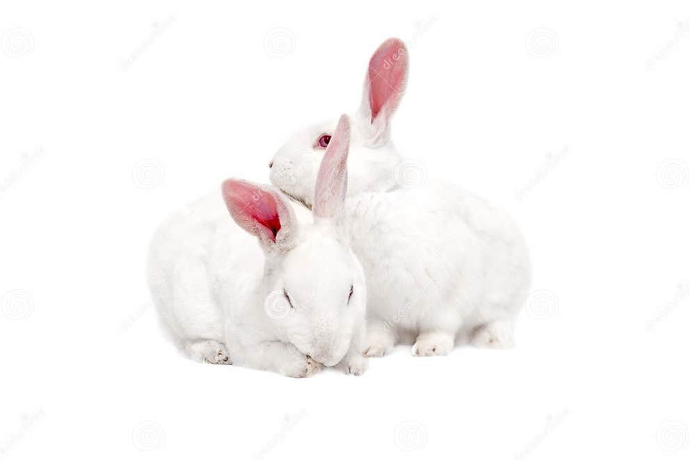 White bunnies on white stock photo. Image of easter, rabbits - 23185736