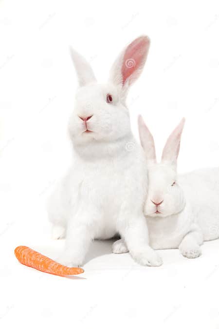White bunnies on white stock image. Image of hare, isolated - 23185745