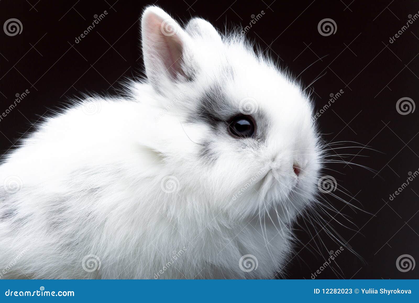 White bunny stock image. Image of domestic, mammals, baby - 12282023