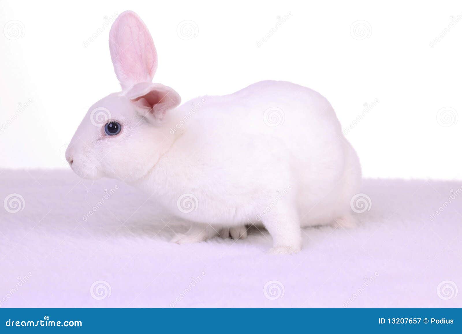 White Bunny stock image. Image of soft, white, pink, cuddly - 13207657