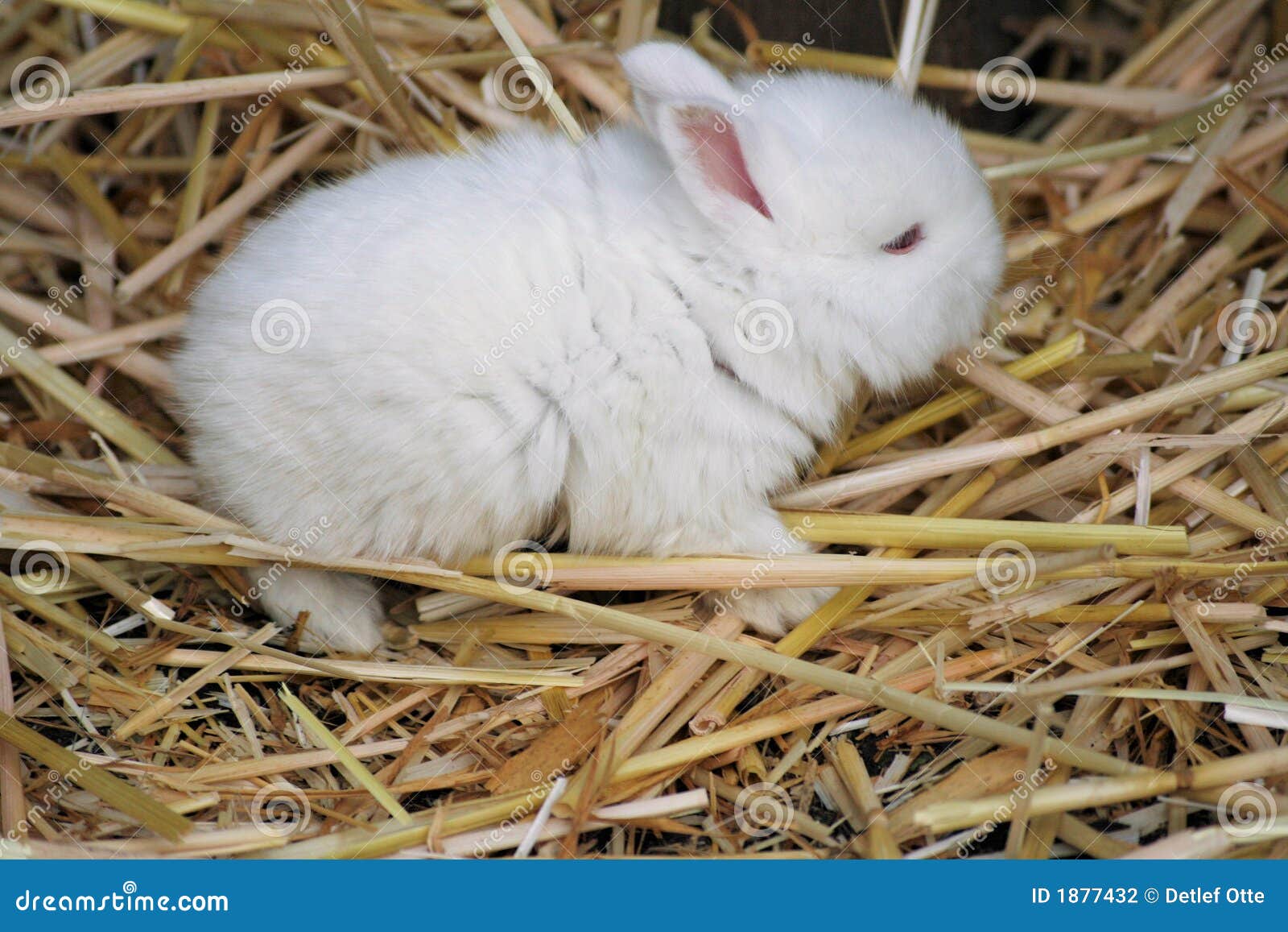 White bunny stock photo. Image of tiny, mammal, sleeps - 1877432