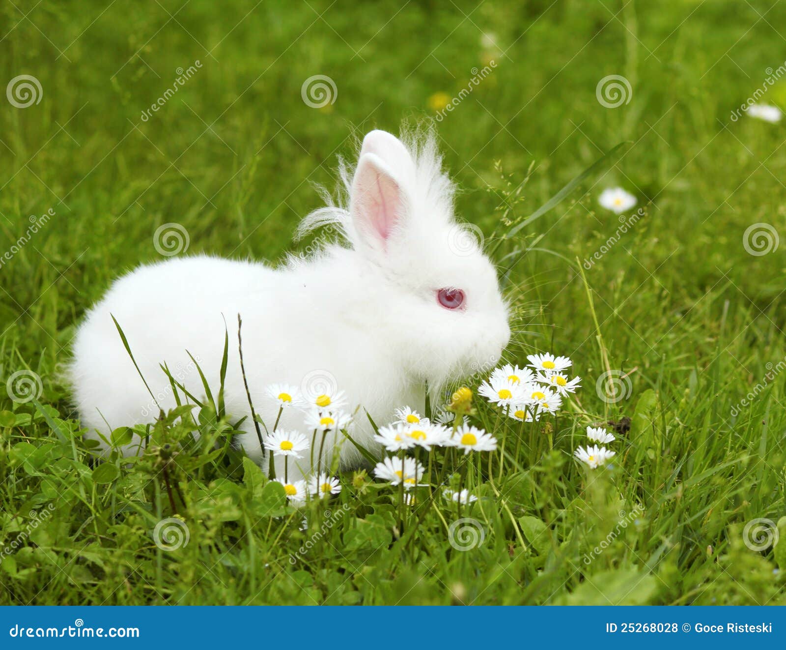 White bunny stock photo. Image of grass, flower, baby - 25268028