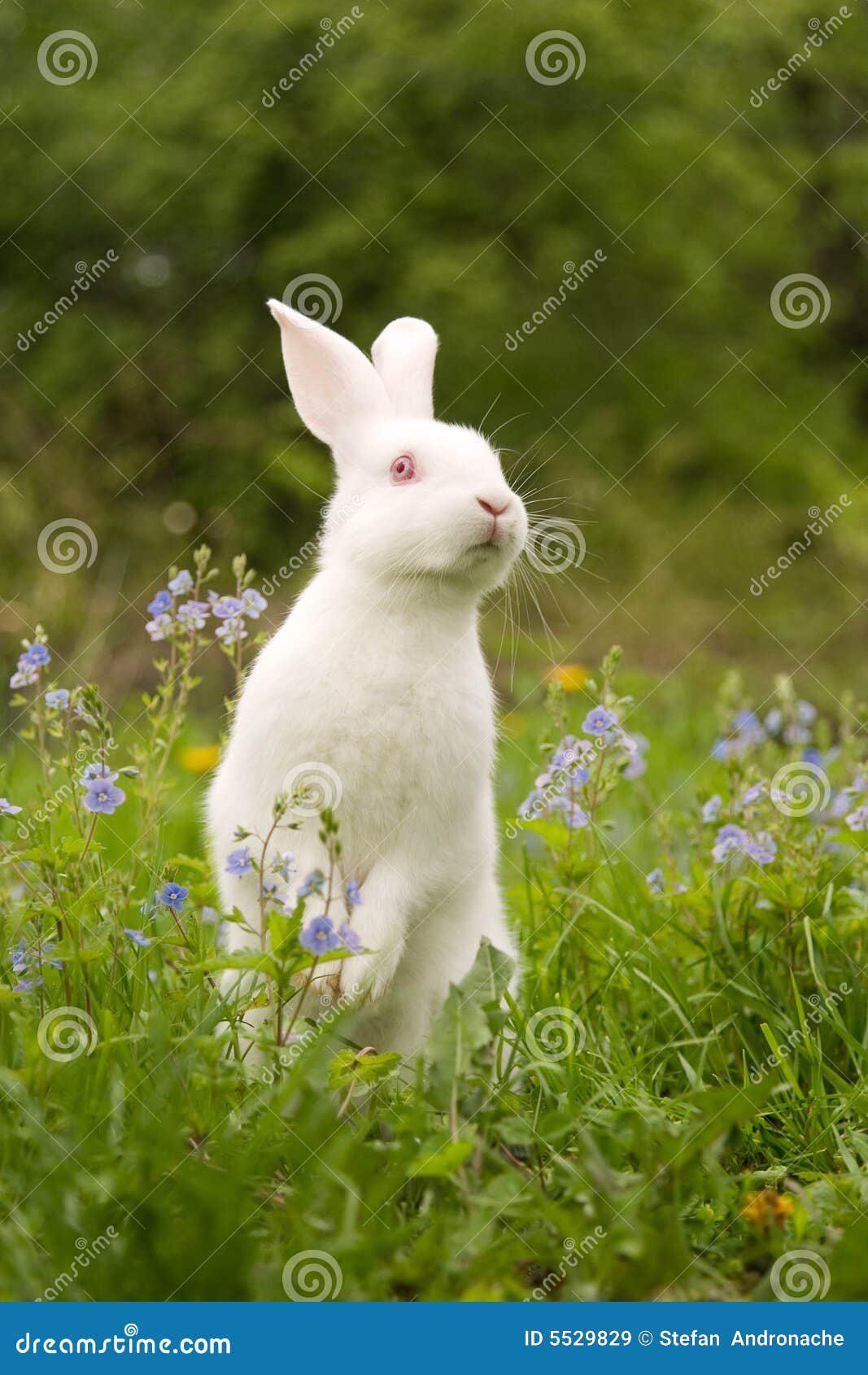 White bunny stock image. Image of mammal, green, grass - 5529829