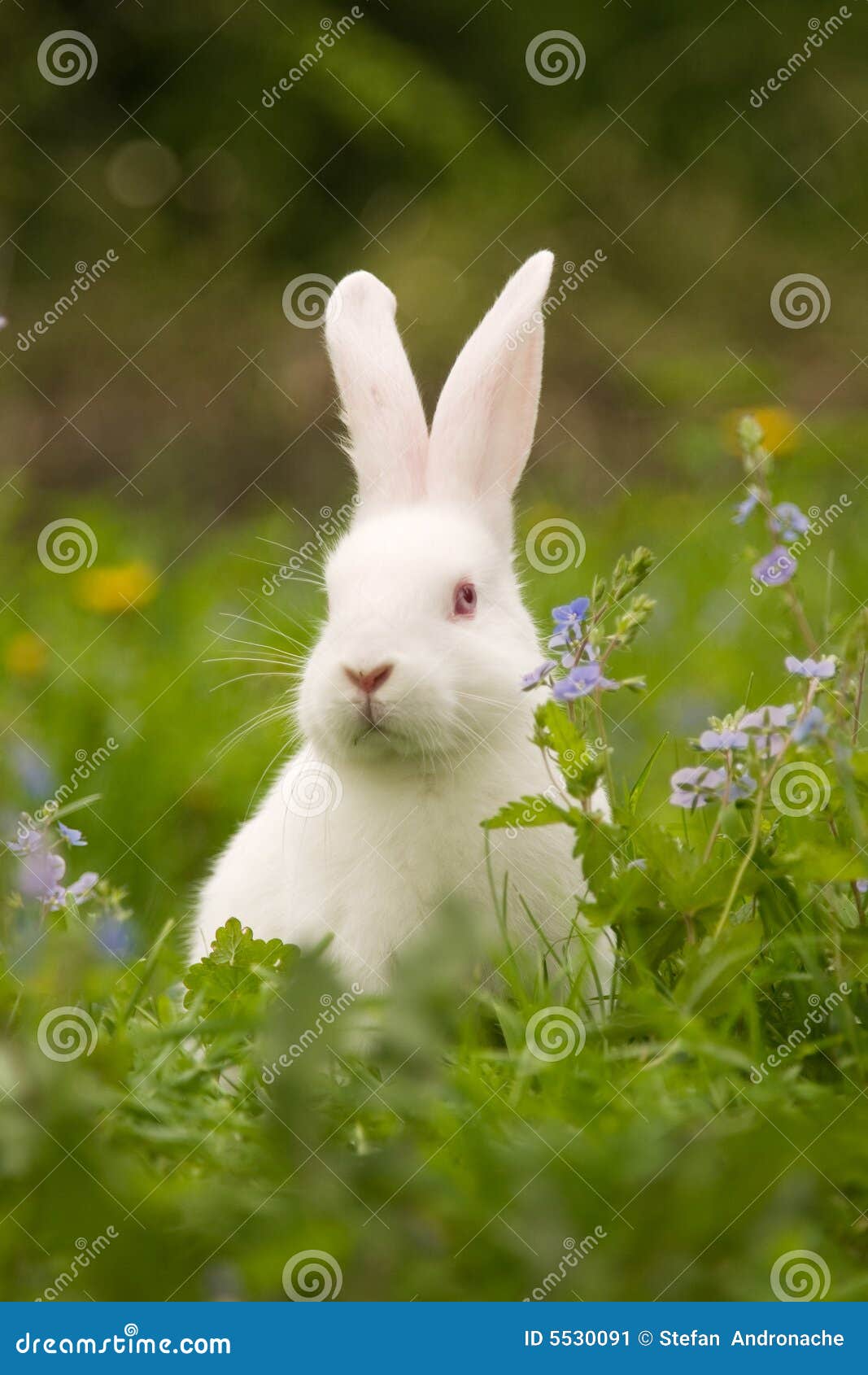 White bunny stock image. Image of grass, eyes, ears, animal - 5530091