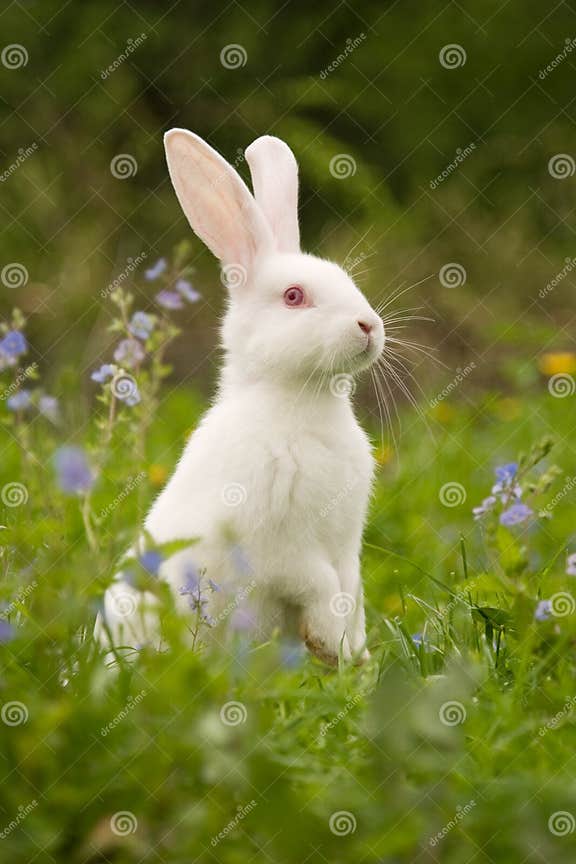 White bunny stock image. Image of easter, white, eyes - 5530103